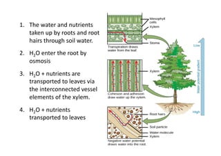 Topic 6 Plant Structure | PDF