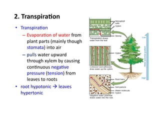 Topic 6 Plant Structure | PDF