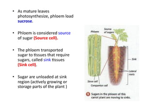 Topic 6 Plant Structure | PDF