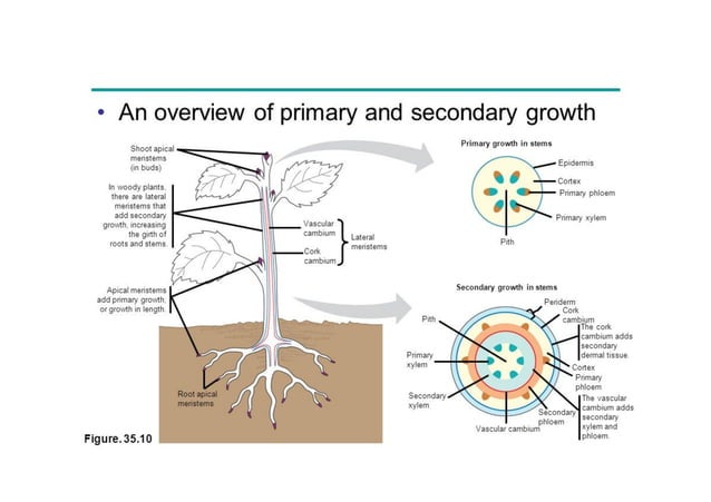 Topic 6 Plant Structure | PDF