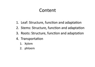 Topic 6 Plant Structure | PDF
