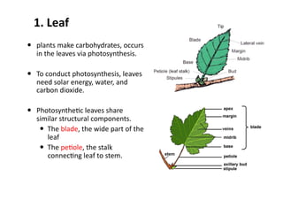 Topic 6 Plant Structure | PPT | Free Download