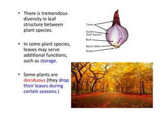 Topic 6 Plant Structure | PDF
