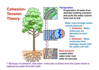 Cohesion In Plants