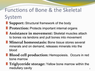 Topic 6 Bone Tissue for students.pdfffff | PPT