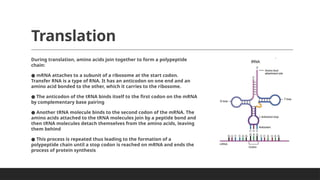 Topic 6 Protein Synthesis biology a level | PPTX