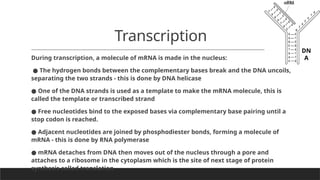 Topic 6 Protein Synthesis biology a level | PPTX
