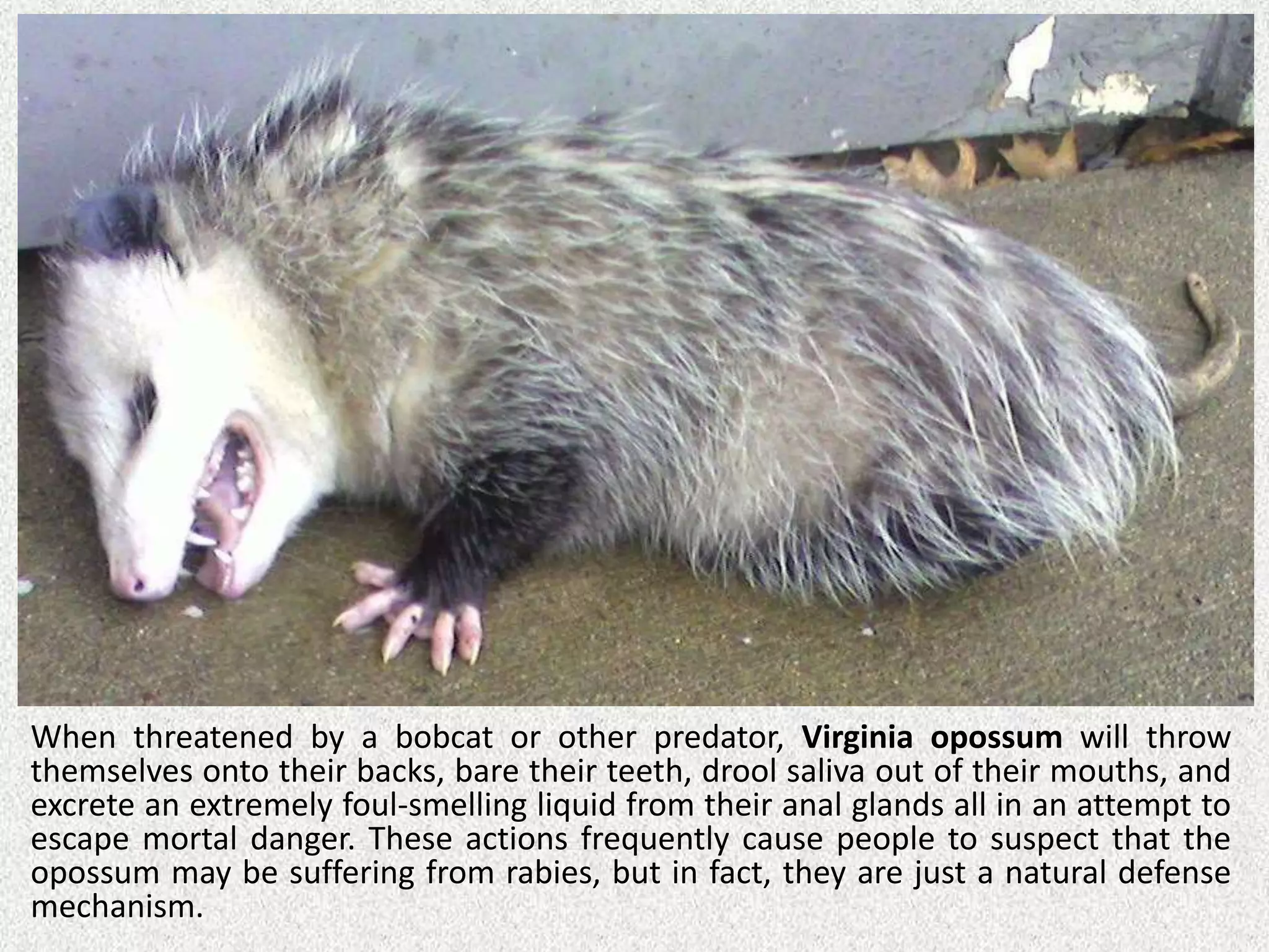 Defence and Protection in Mammals.pptx