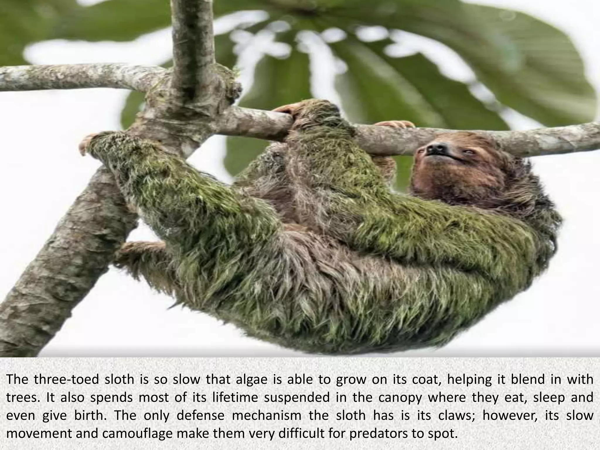 Defence and Protection in Mammals.pptx