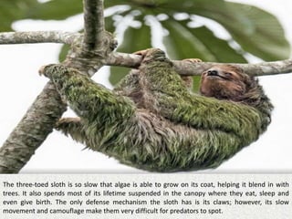 Defence and Protection in Mammals.pptx