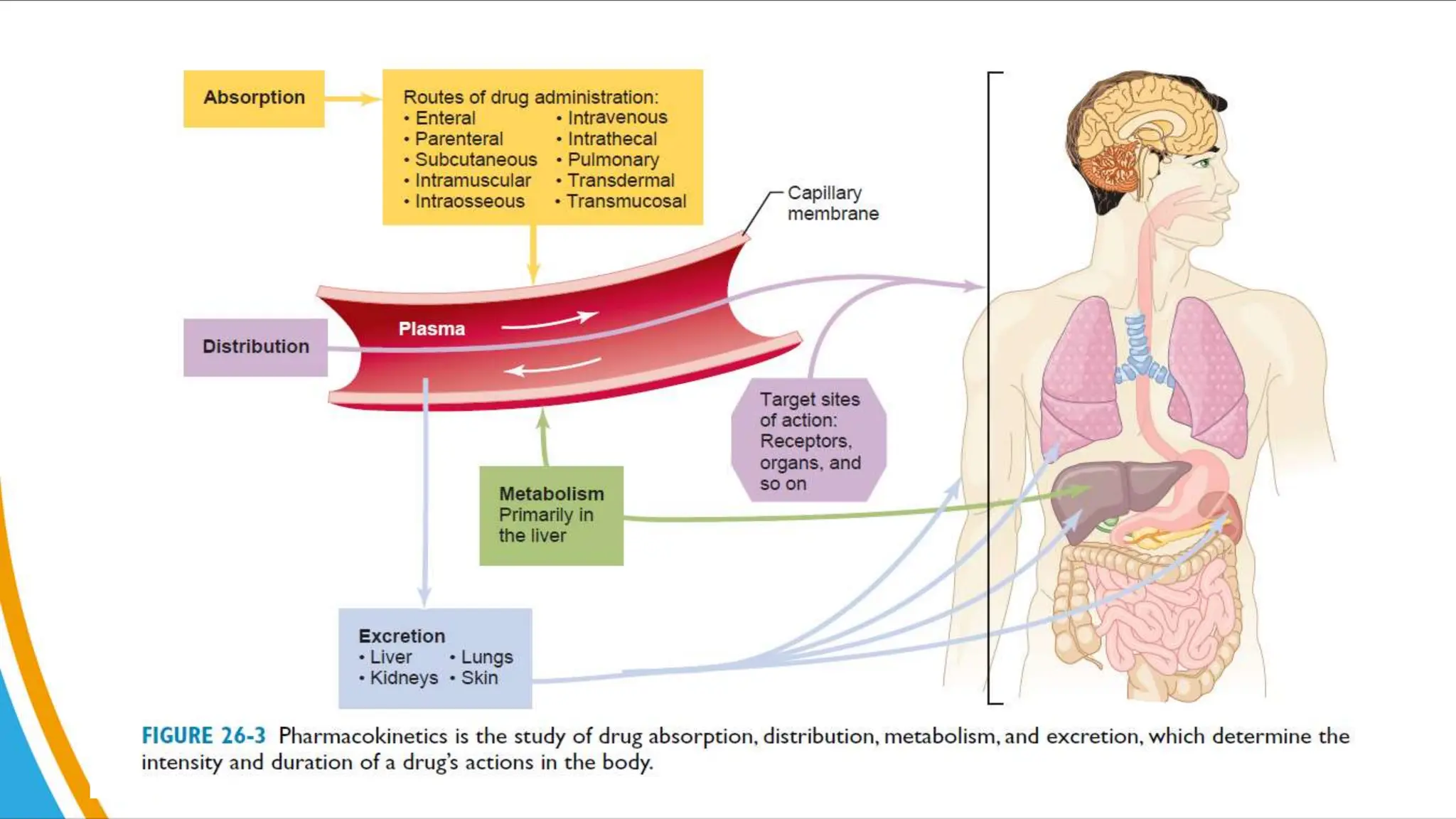 Medication Administration for Nursing Students | PPTX