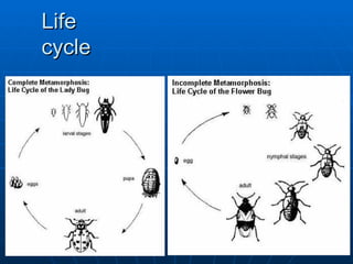 Topic 7 arthropoda_-_ecdysis_and_insect_communication | PPT