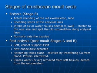 Topic 7 arthropoda_-_ecdysis_and_insect_communication | PPT