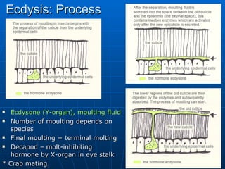 Topic 7 arthropoda_-_ecdysis_and_insect_communication | PPT
