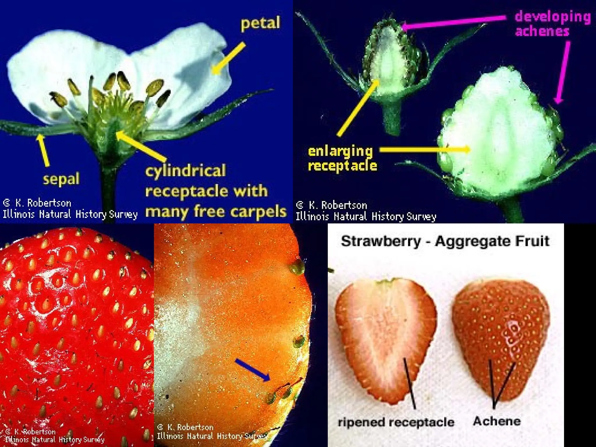 TOPIC 7 Fruit and seed morphology AGRICULTURE.pptx