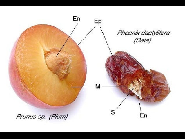 TOPIC 7 Fruit and seed morphology AGRICULTURE.pptx