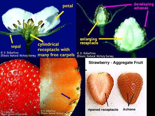 TOPIC 7 Fruit and seed morphology AGRICULTURE.pptx