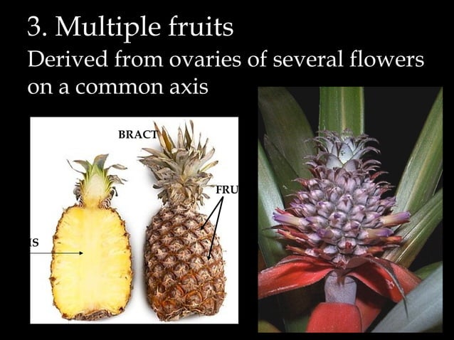 TOPIC 7 Fruit and seed morphology AGRICULTURE.pptx