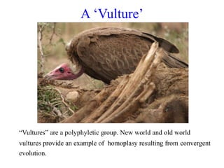 Topic 7 Phylogeny.ppt