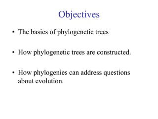 Topic 7 Phylogeny.ppt