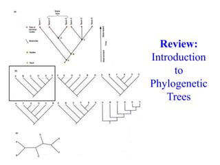 Topic 7 Phylogeny.ppt