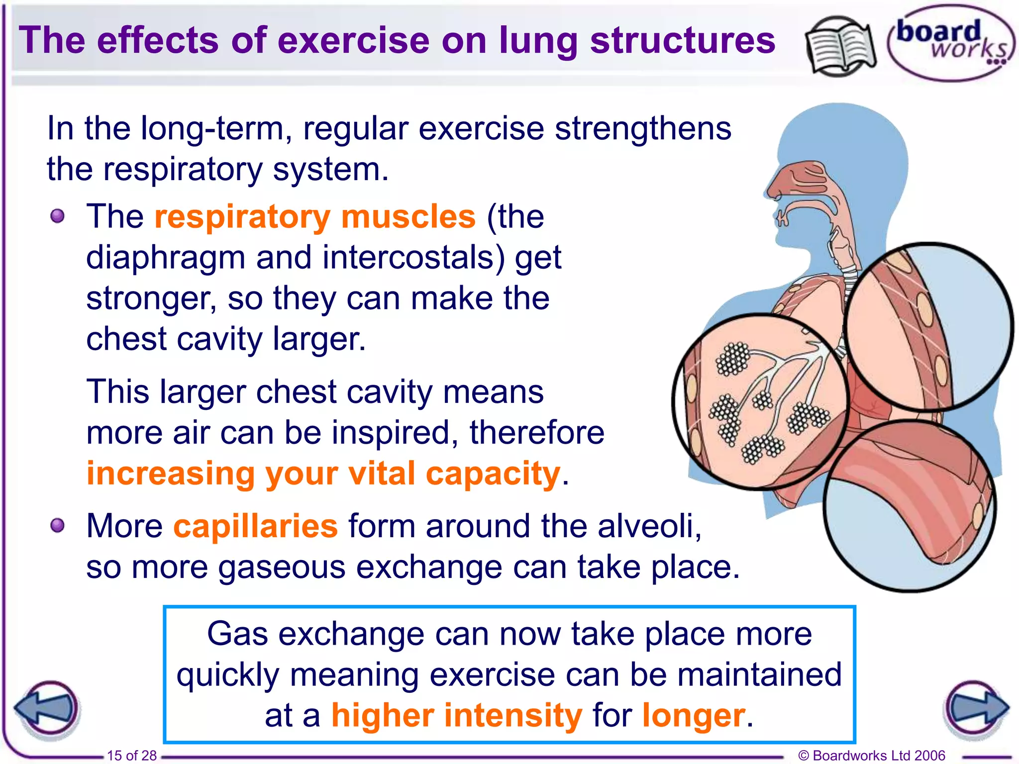 respiratory_system | PPT