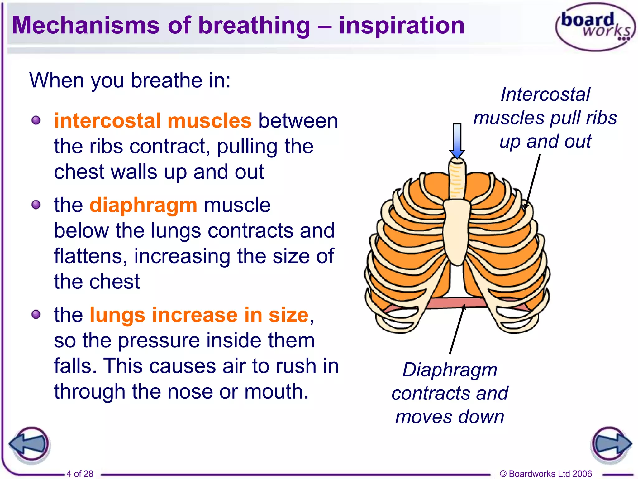 respiratory_system | PPT