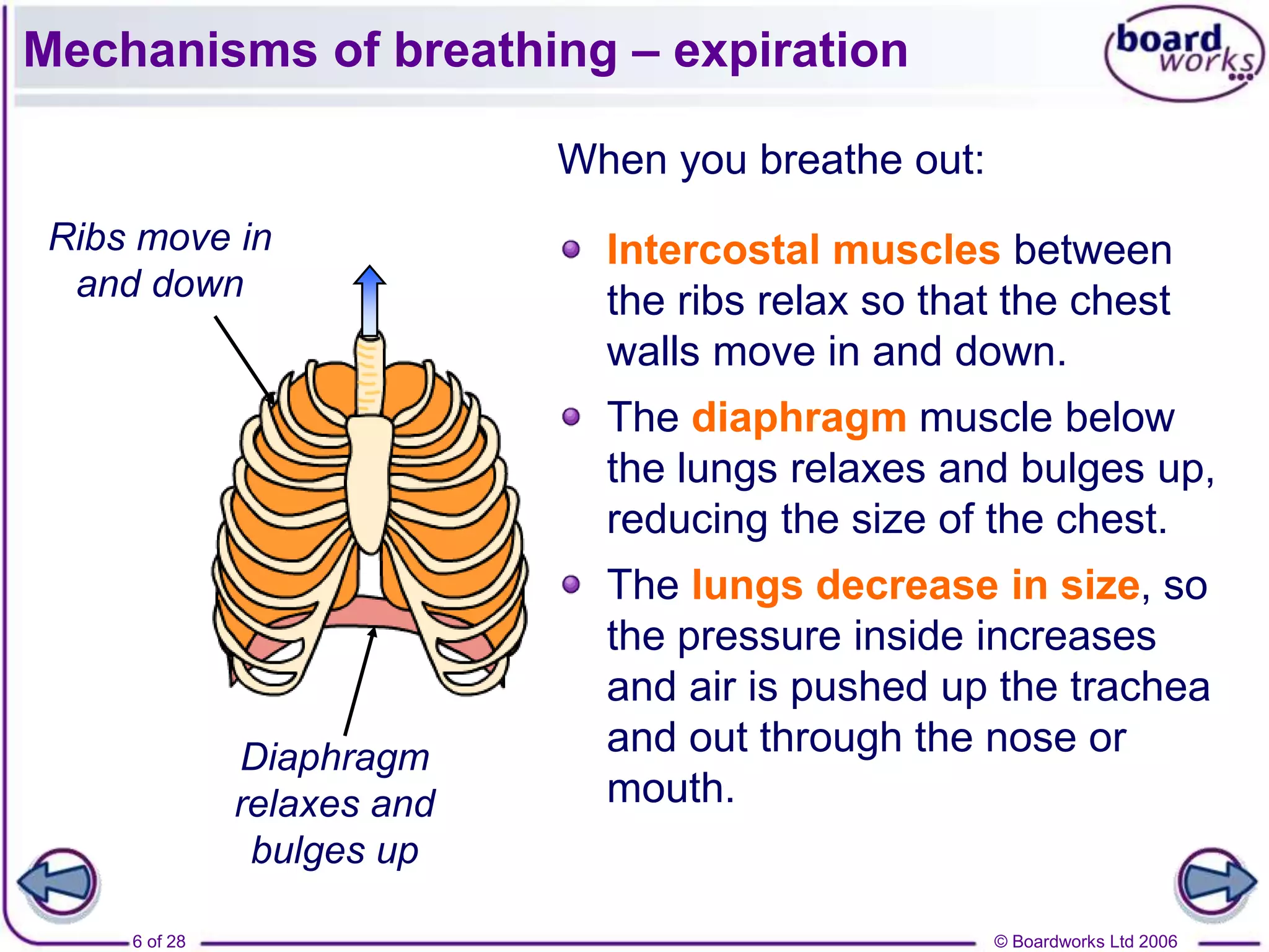 respiratory_system | PPT