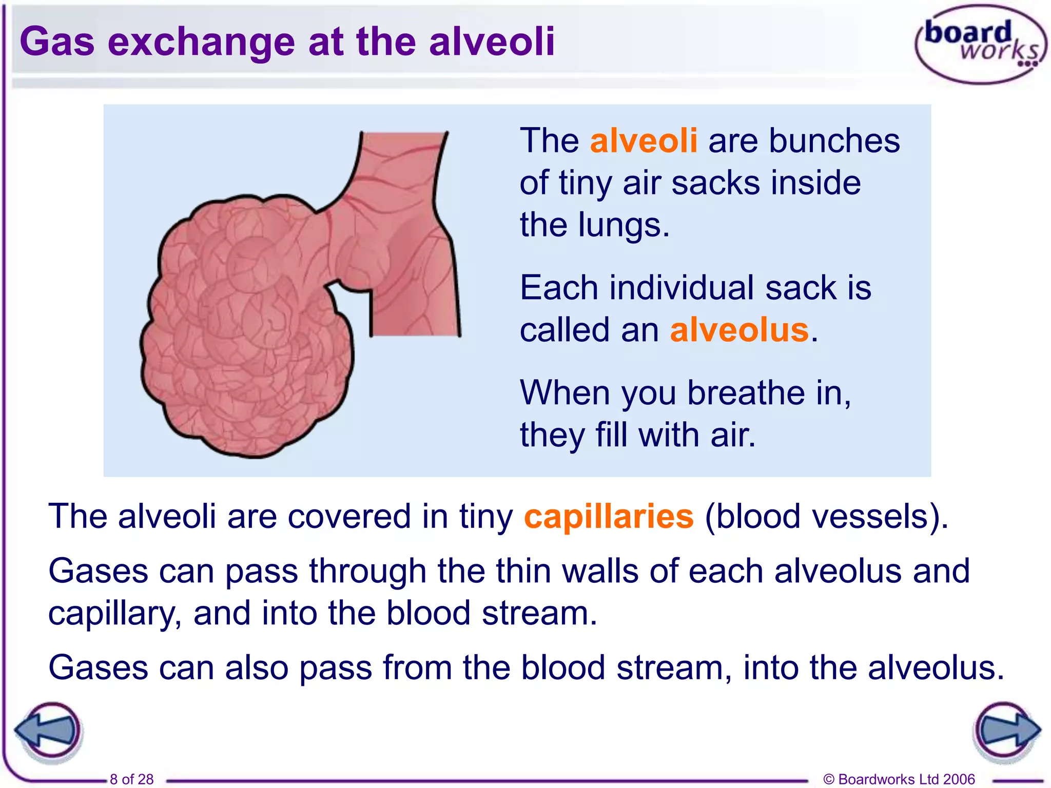 respiratory_system | PPT