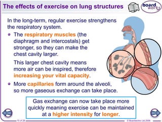 respiratory_system | PPT
