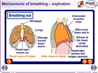 respiratory_system | PPT