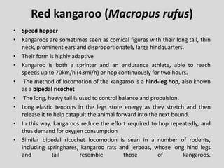 Movement in Mammals.pptx