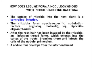 Nitrogen fixation and nitrogen assimilation | PPTX