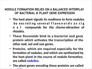 Nitrogen fixation and nitrogen assimilation | PPT