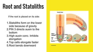 Topic 9 plant physiology | PPTX