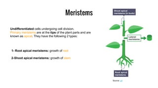 Topic 9 plant physiology | PPTX