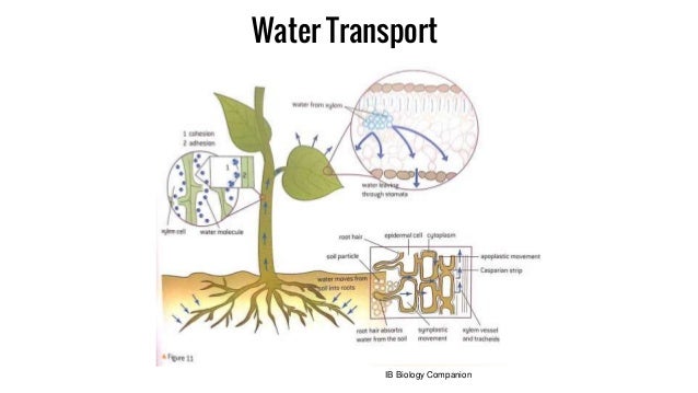 Topic 9 plant physiology