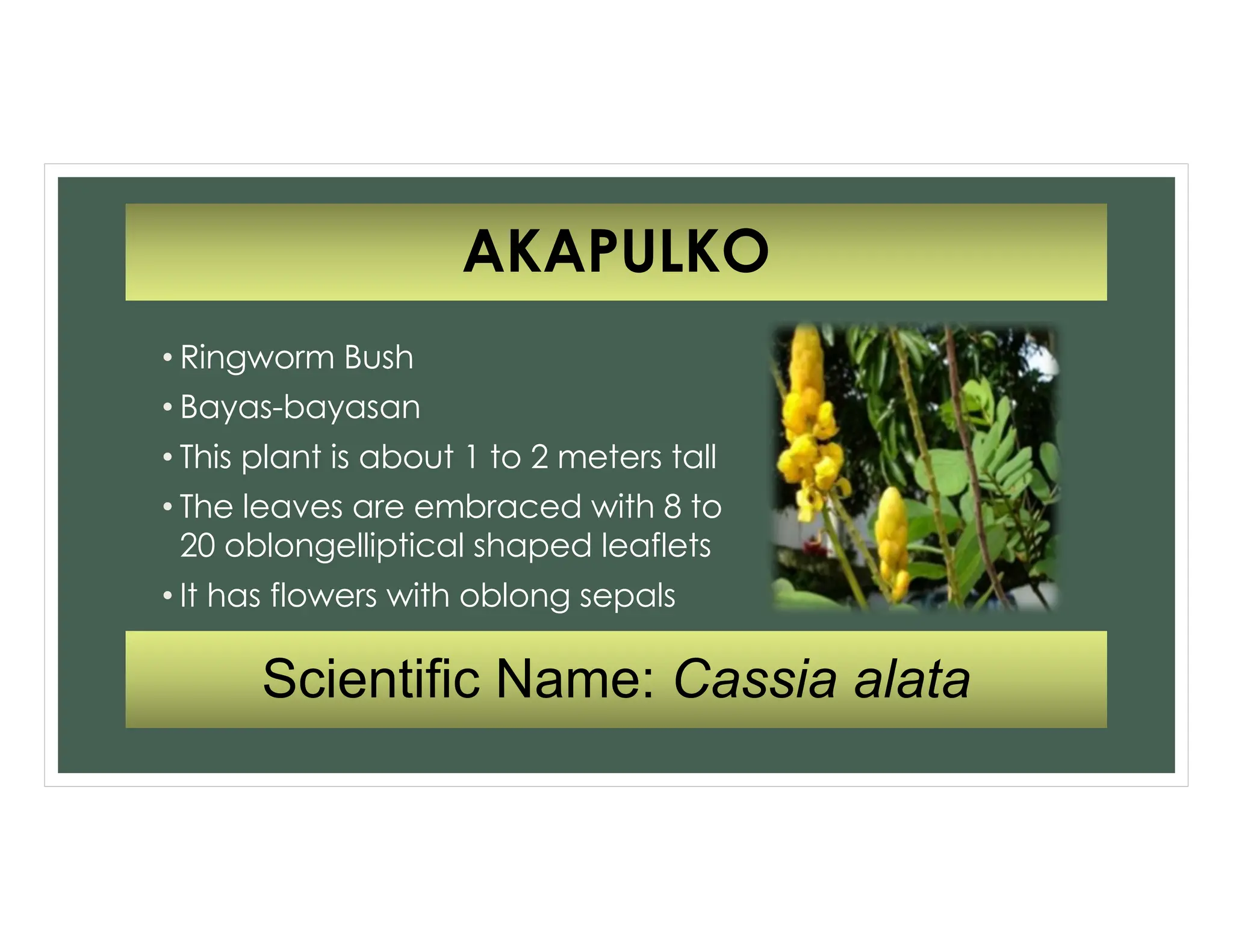 Topic 9 - Traditional Herbal Medicines.pdf