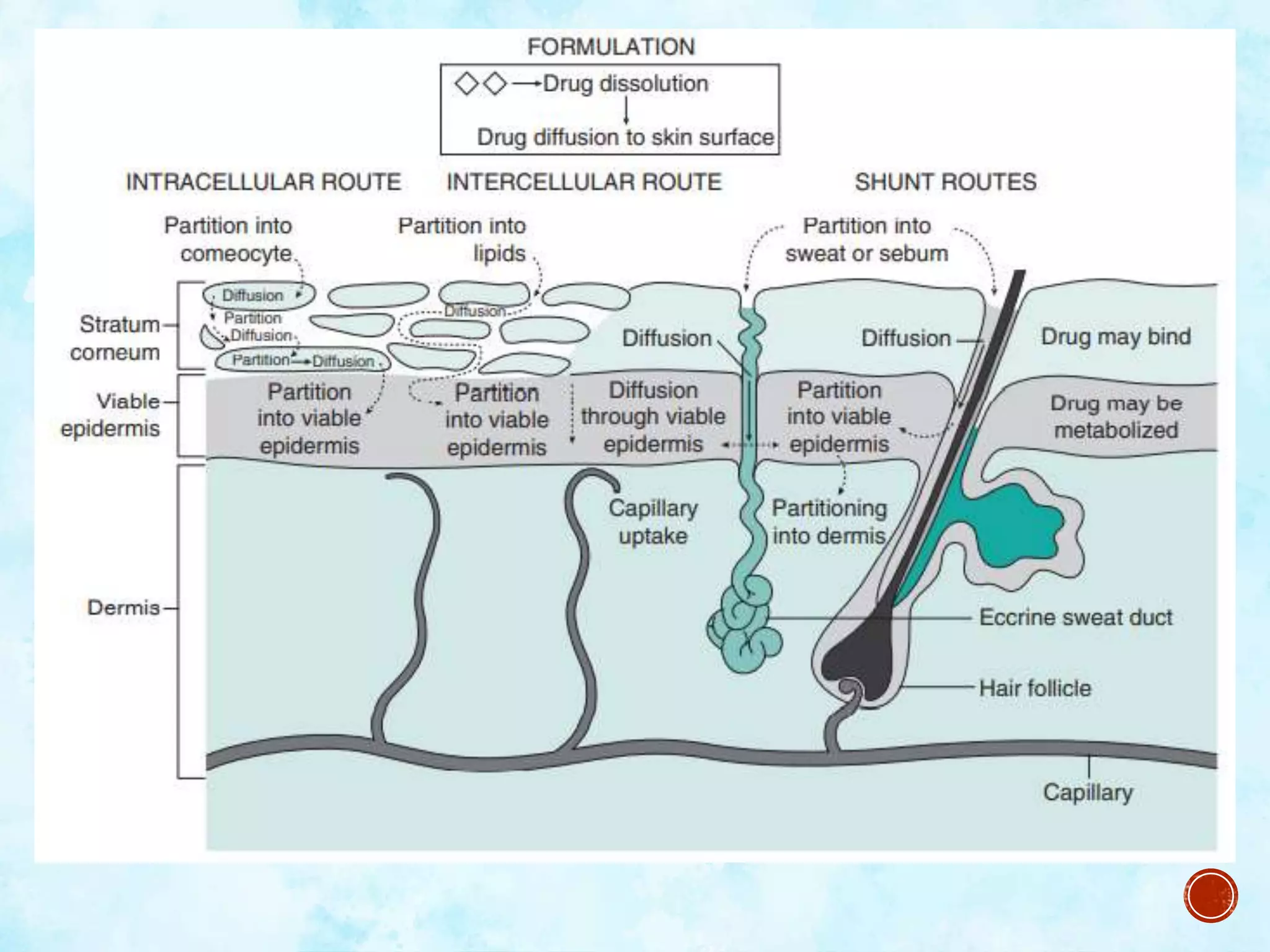 Topical and Rectal absorption of drugs, formulation and evaluation.pptx