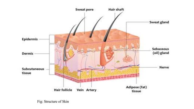 Topical Drug Delivery System | PPTX | Skin Care | Beauty