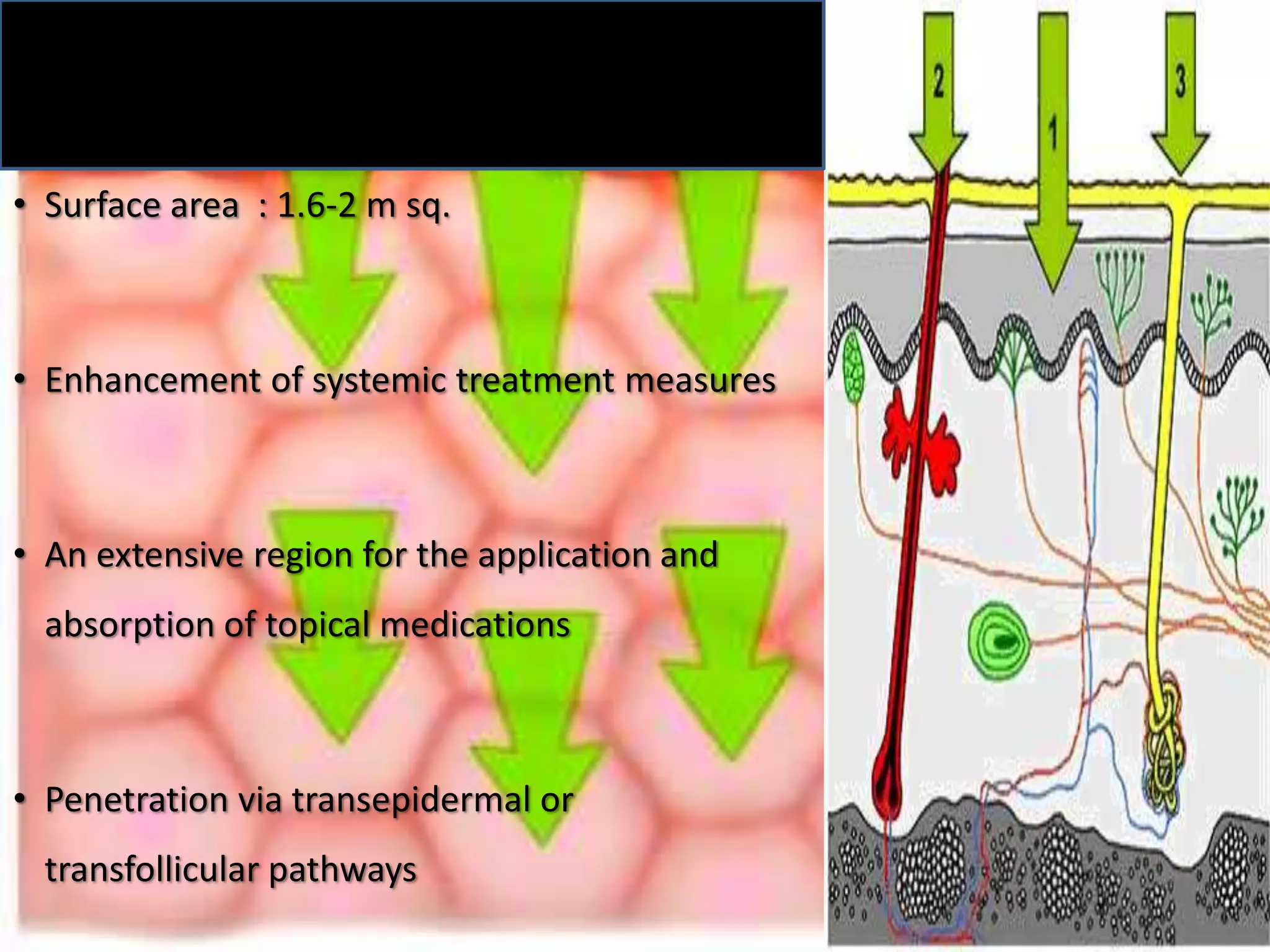topical therapy in dermatology | PPTX