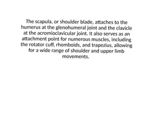 Topic_ Attachment of scapula, and it's important | PPTX