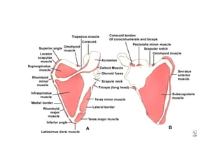 Topic_ Attachment of scapula, and it's important | PPTX