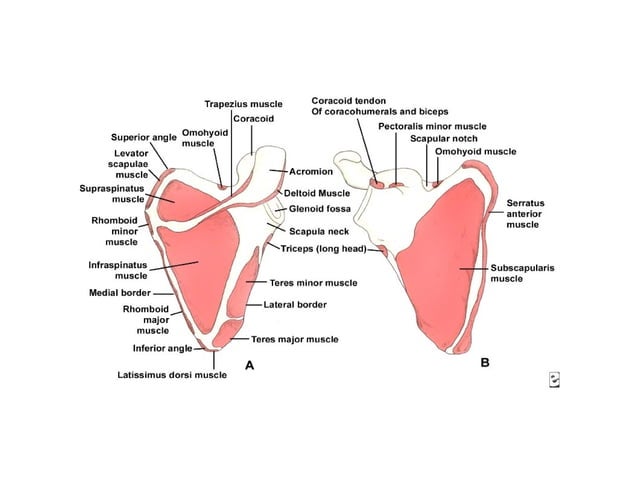 Topic_ Attachment of scapula, and it's important | PPT
