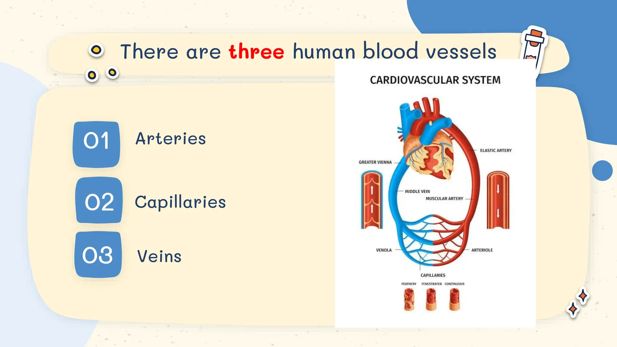 TOPIC BLOOD VESSEL FORM 3 STRUCTURE AND FUNCTIONS | PPTX
