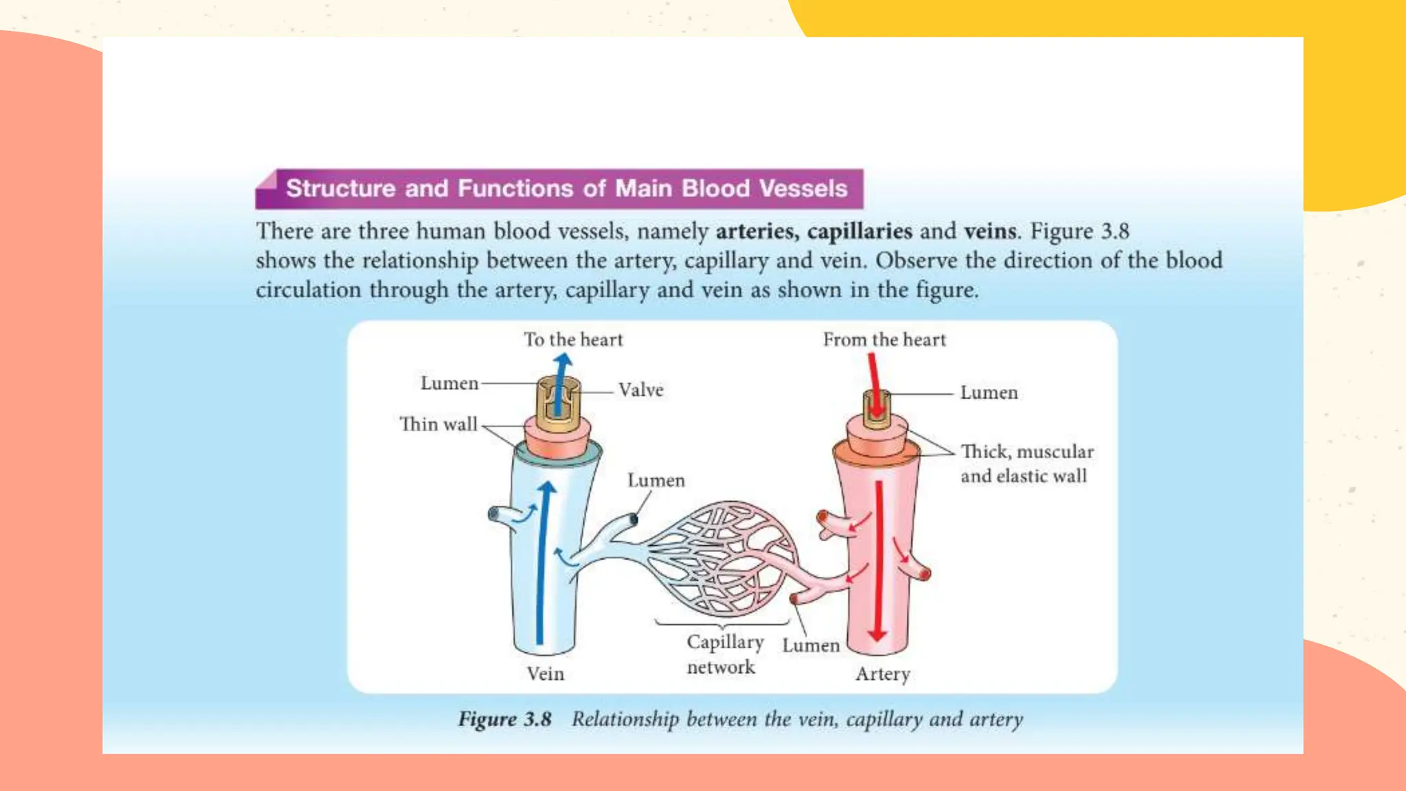 TOPIC BLOOD VESSEL FORM 3 STRUCTURE AND FUNCTIONS | PPTX