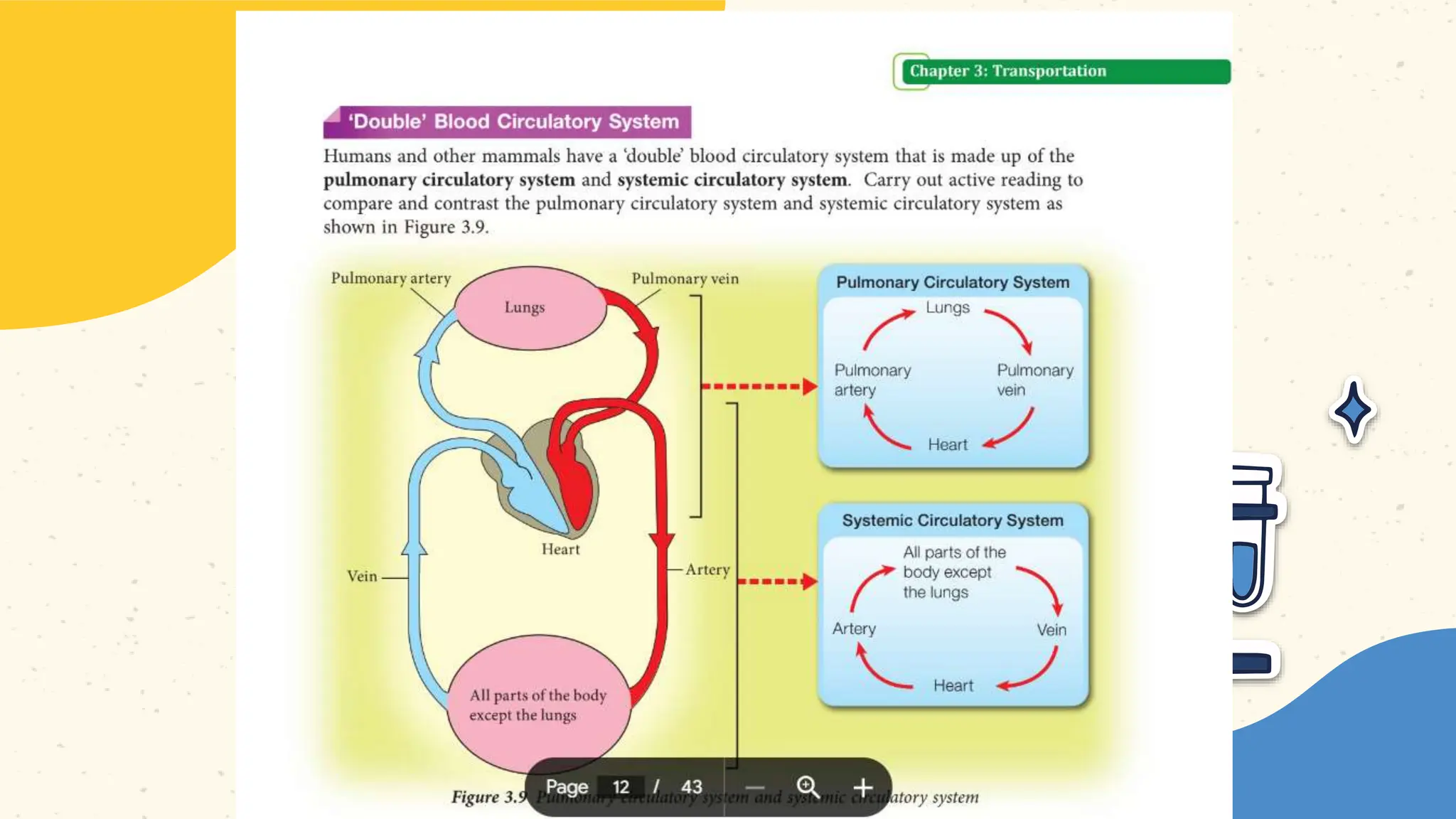 TOPIC BLOOD VESSEL FORM 3 STRUCTURE AND FUNCTIONS | PPTX