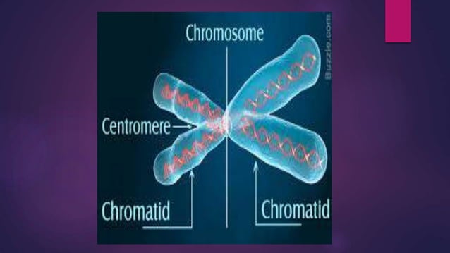 Topic chromosome | PPT