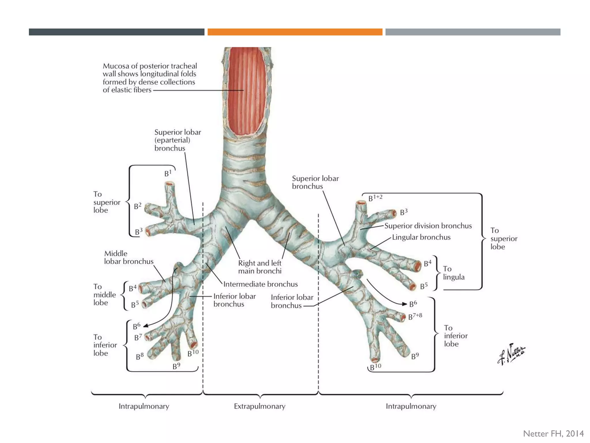 Segmental approach to Congenital Heart Disease | PDF