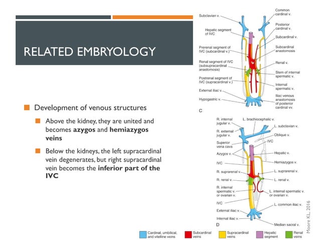 Segmental approach to Congenital Heart Disease | PDF | Heart and ...